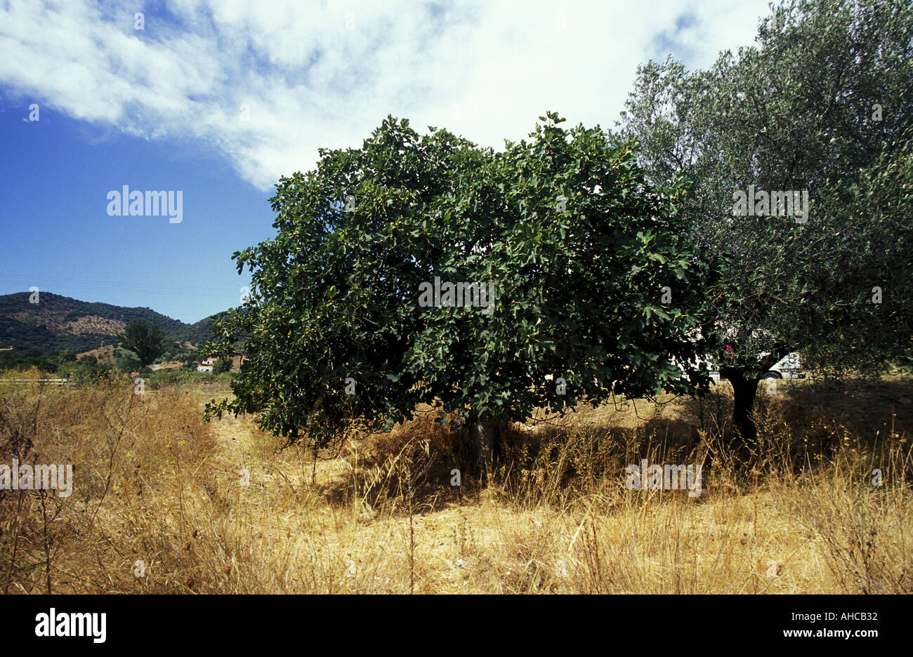Ficus Carica Fig tree Italy Stock Photo - Alamy