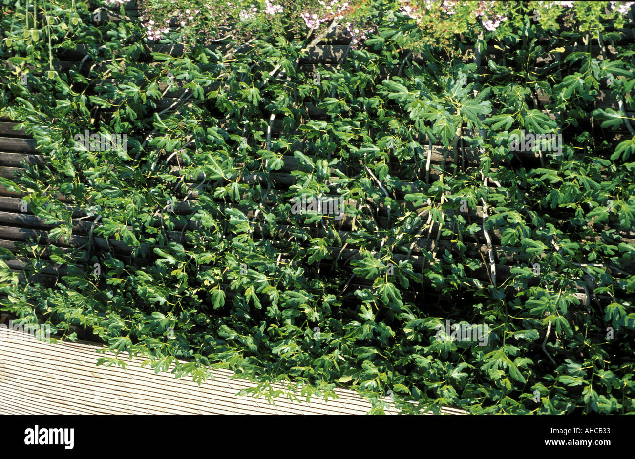 Ficus carica fig italy hi-res stock photography and images - Alamy