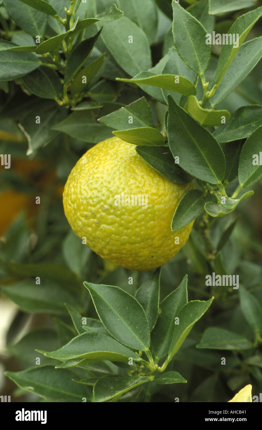 Mirtifolia hi-res stock photography and images - Alamy