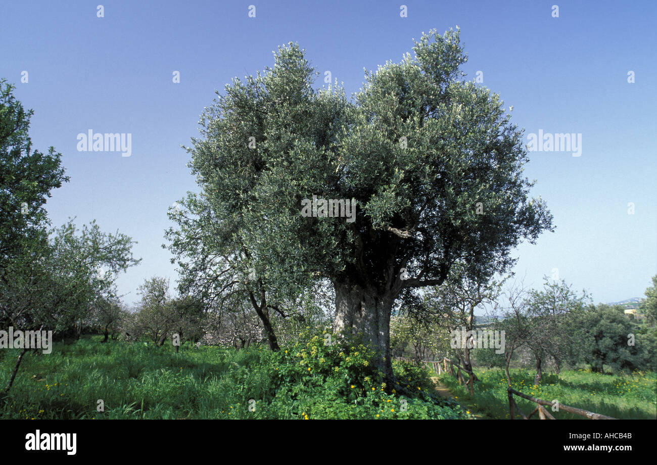 Olea Europaea Olive tree Italy Stock Photo - Alamy
