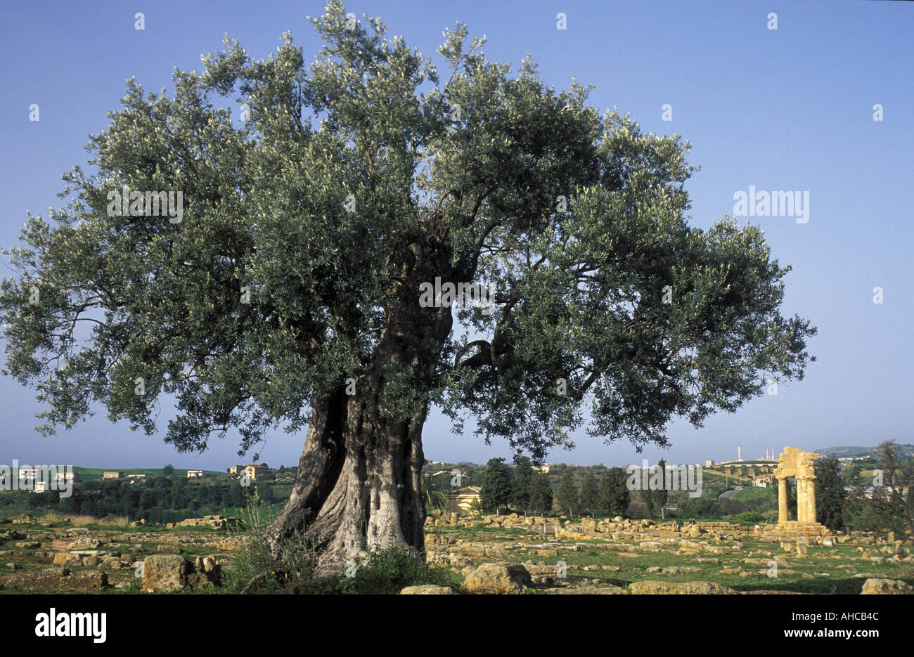 Olea Europaea Olive tree Valle dei Templi Sicily Italy Stock Photo - Alamy