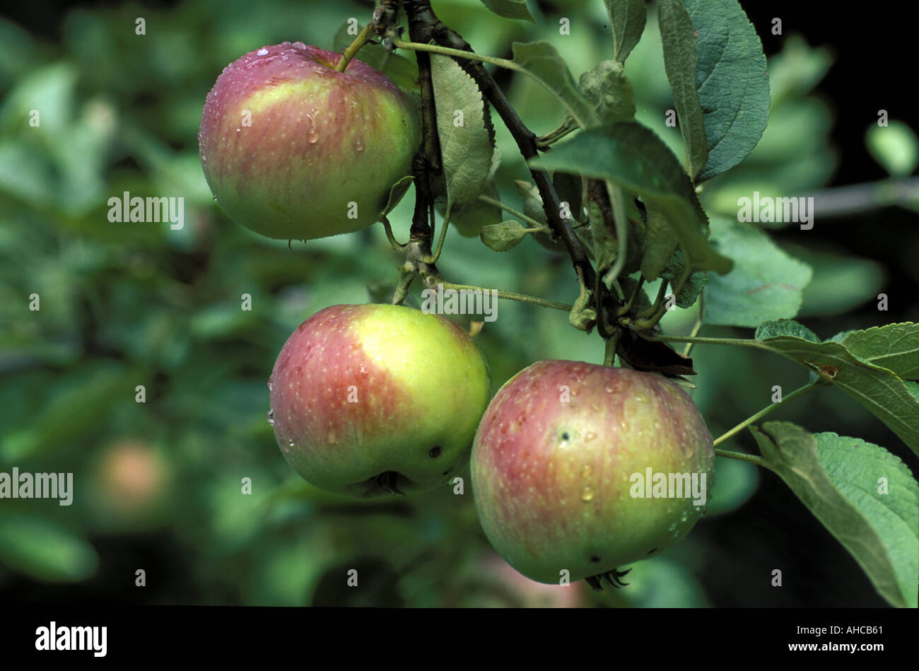 Jonathan apple hi-res stock photography and images - Alamy