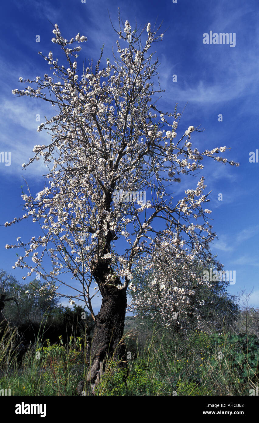 Prunus communis hi-res stock photography and images - Alamy