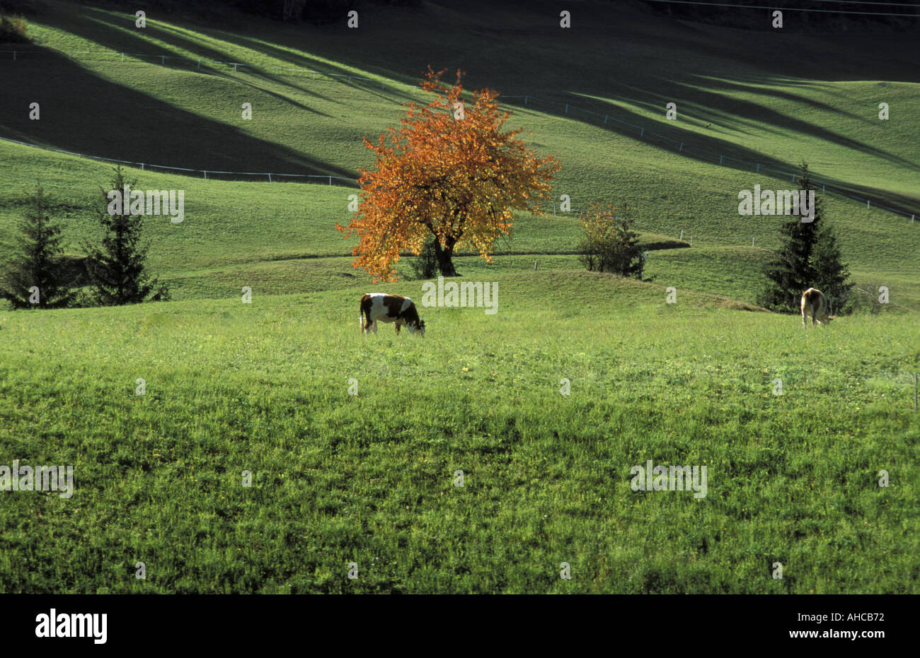 Gherry tree hi-res stock photography and images - Alamy