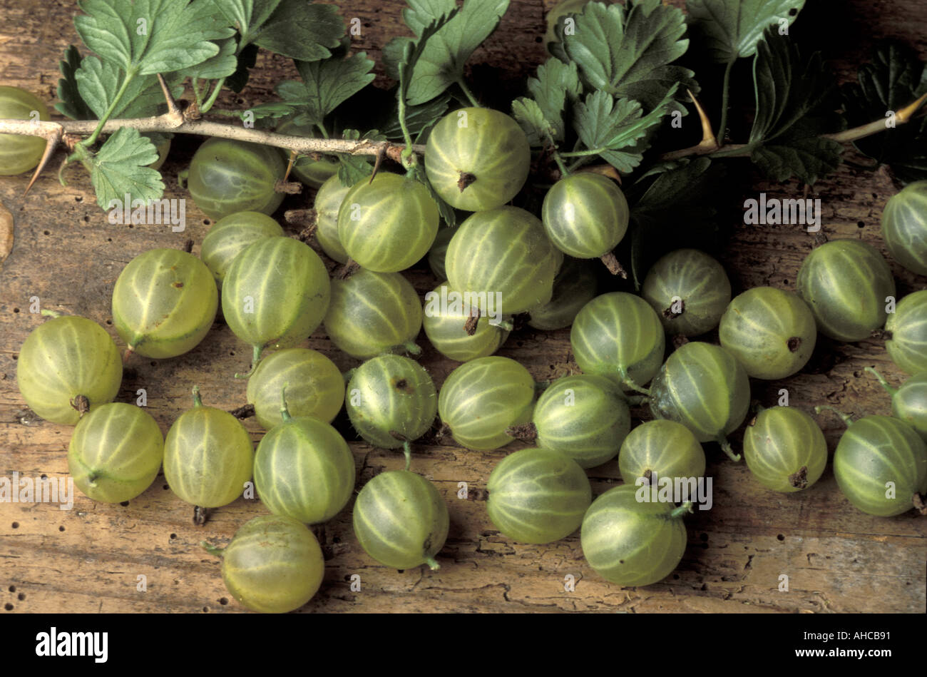 Grossularia gooseberry hi-res stock photography and images - Alamy