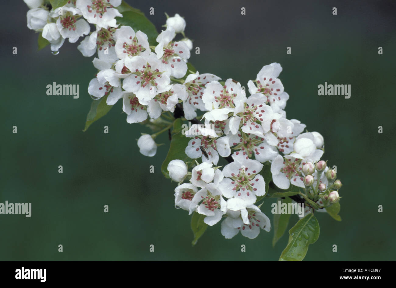 Pear flowers pyrus communis hi-res stock photography and images - Alamy