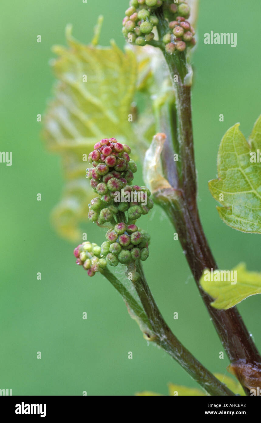 Vine vinifera hi-res stock photography and images - Alamy