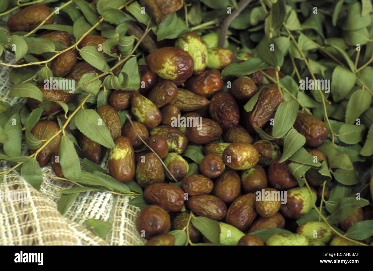 Zizyphus High Resolution Stock Photography and Images - Alamy