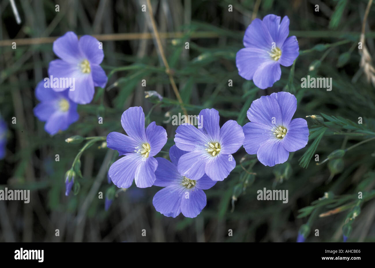 Linum alpinum hi-res stock photography and images - Alamy