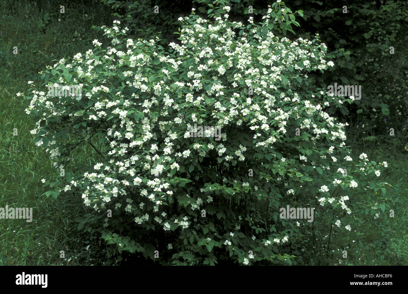Philadelphus Coronarius Italy Stock Photo - Alamy