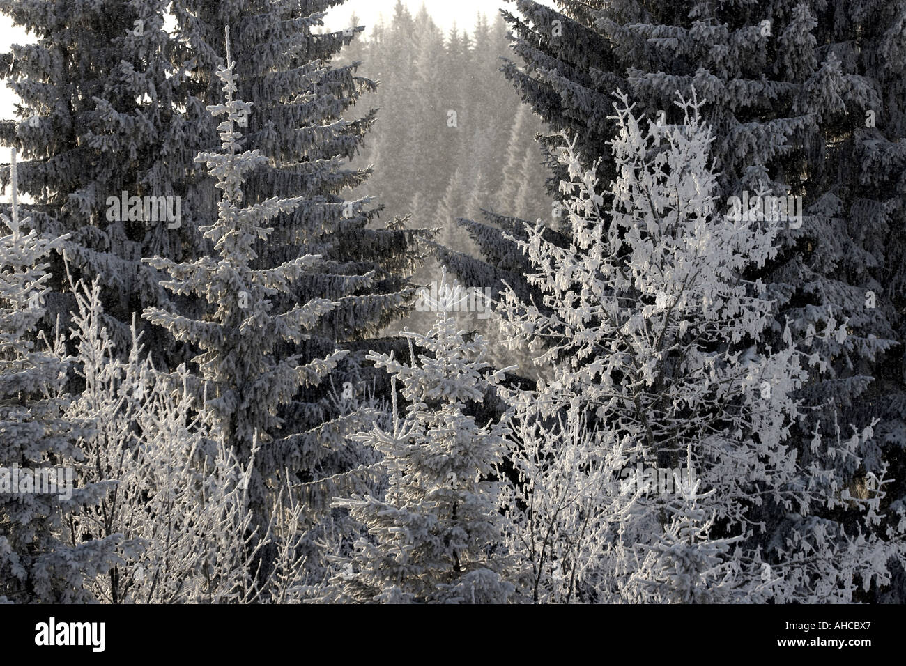 Beautiful winter scene snow hi-res stock photography and images - Alamy