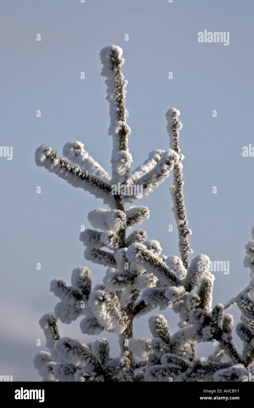 Branches top of tree hi-res stock photography and images - Alamy