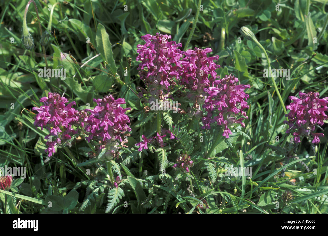Verticillata plant hi-res stock photography and images - Alamy