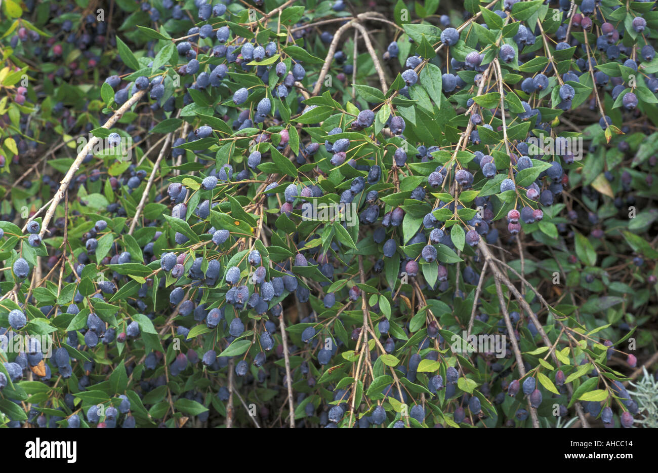 Myrtus communis plant hi-res stock photography and images - Alamy