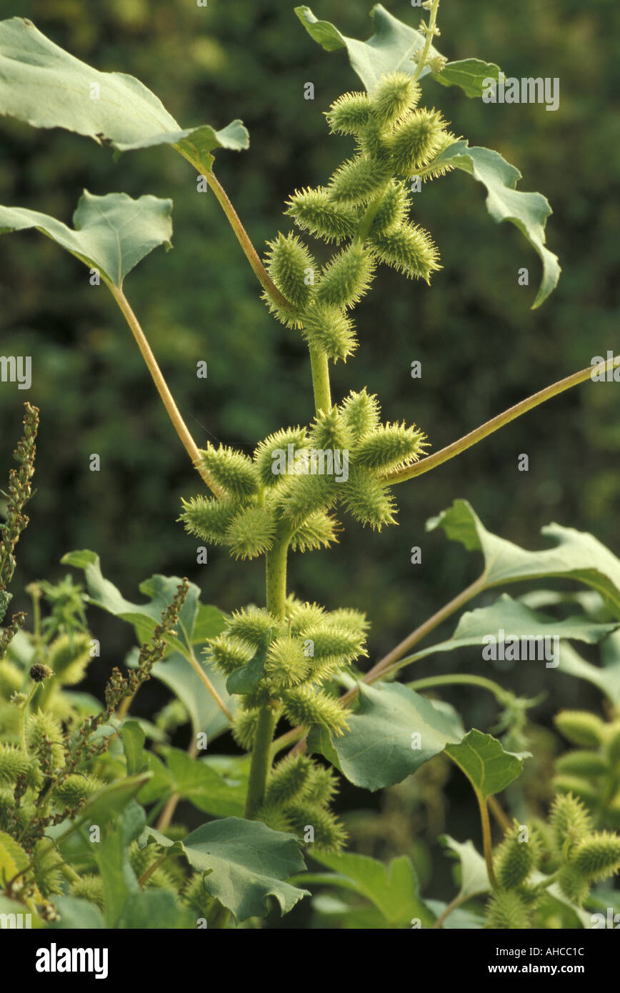 Xanthium strumarium hi-res stock photography and images - Alamy