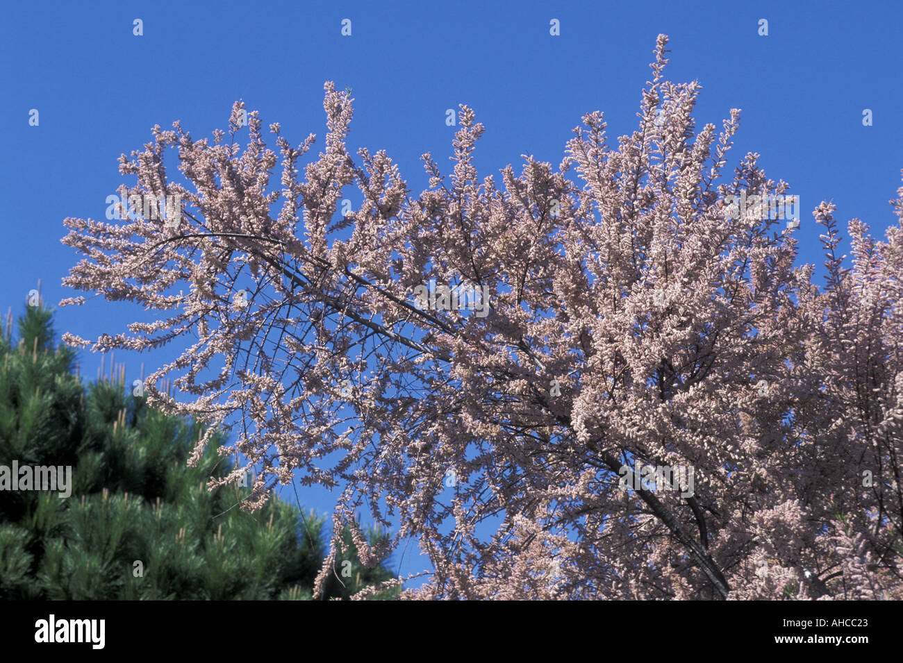 Tamarisk tamarix gallica hi-res stock photography and images - Alamy