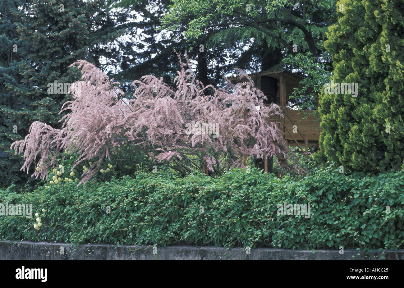 Tamarix pentandra hi-res stock photography and images - Alamy