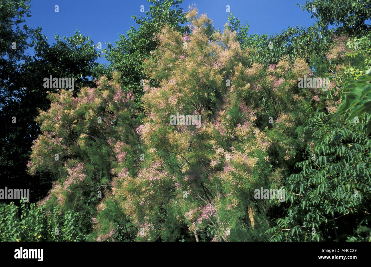 Tamarix Pentandra Rubra Tamarisk Italy Stock Photo - Alamy