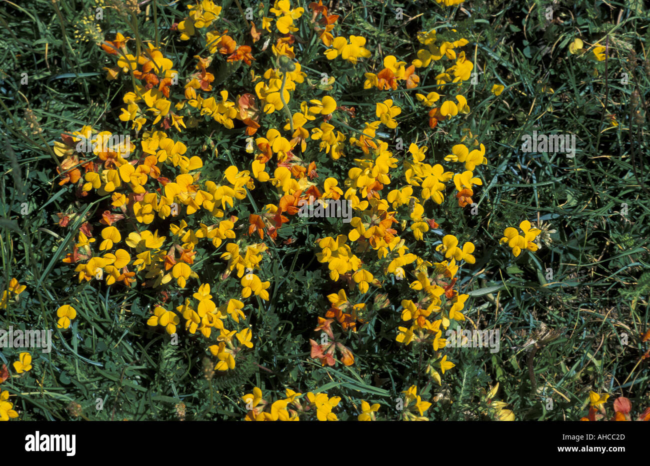 Lotus Alpinus Alpi Appennini Italy Stock Photo - Alamy