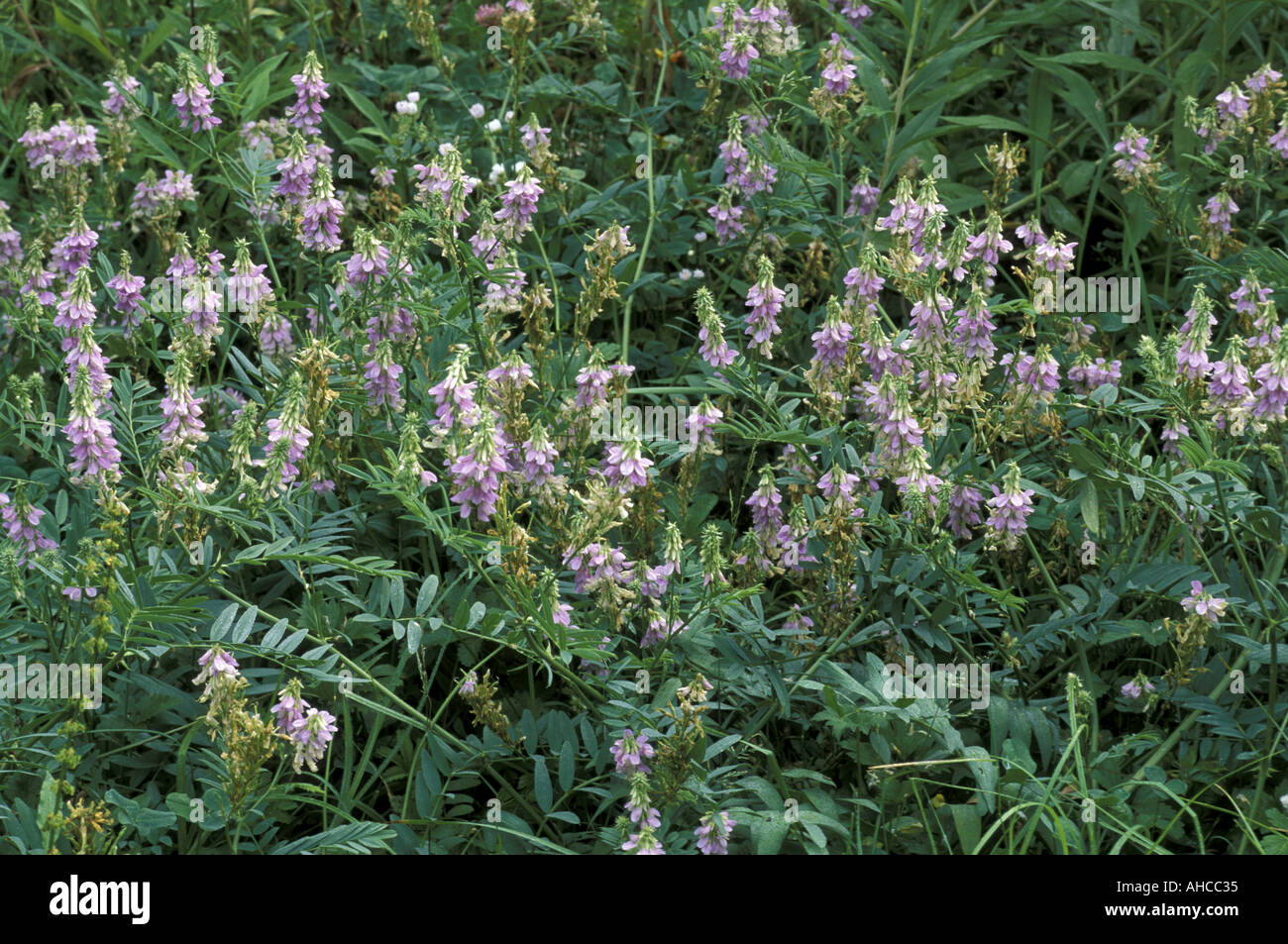 Galega plant hi-res stock photography and images - Alamy