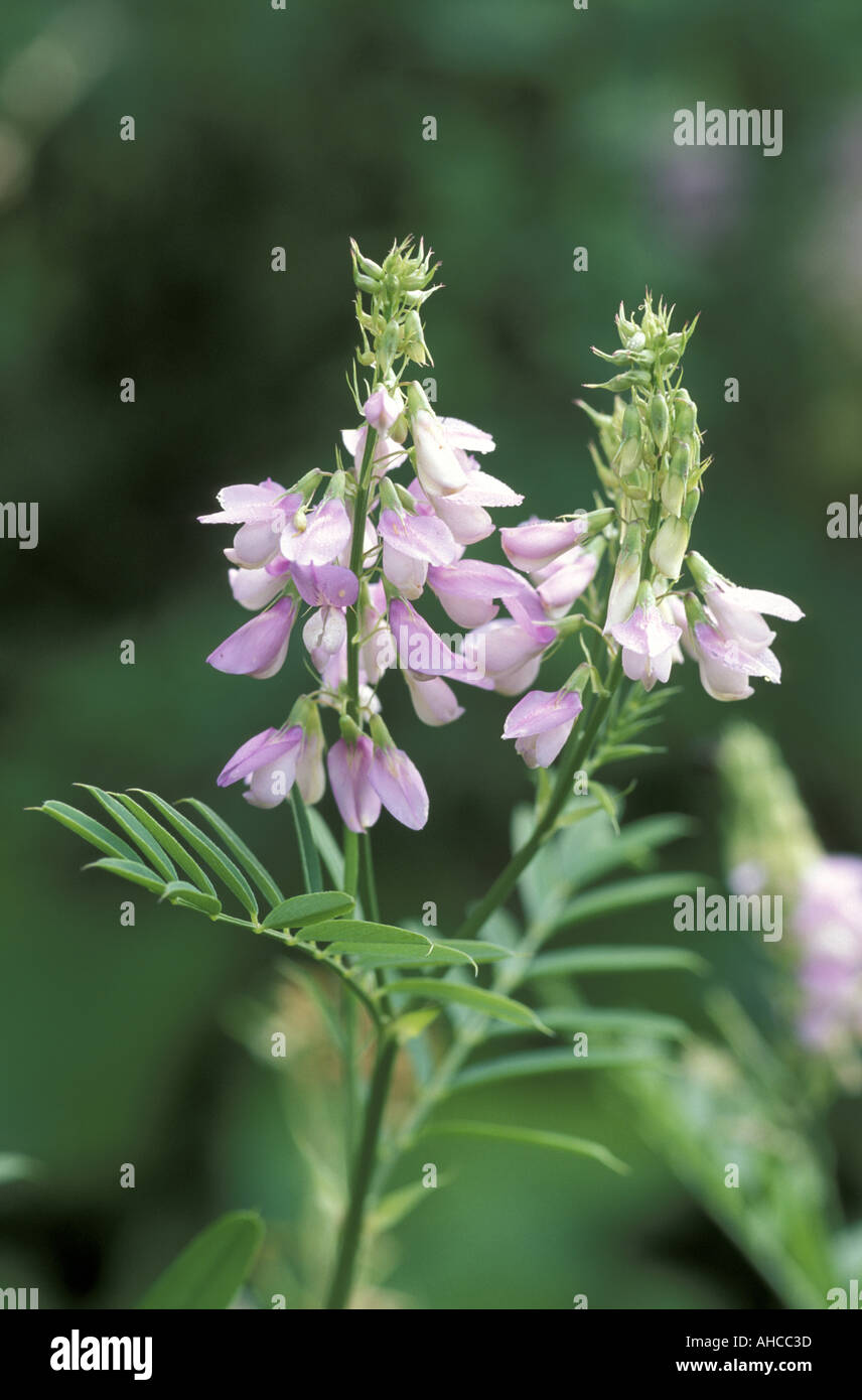Galega plant hi-res stock photography and images - Alamy