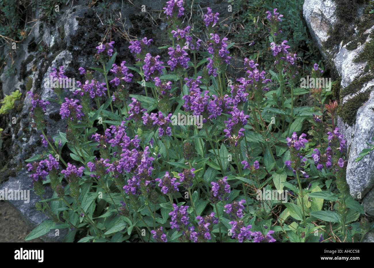 Prunella Grandiflora Italy Stock Photo - Alamy