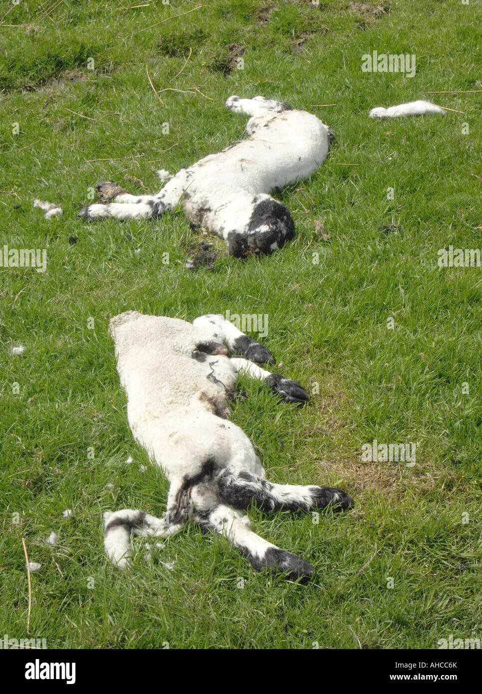 Lambs to slaughter hi-res stock photography and images - Alamy