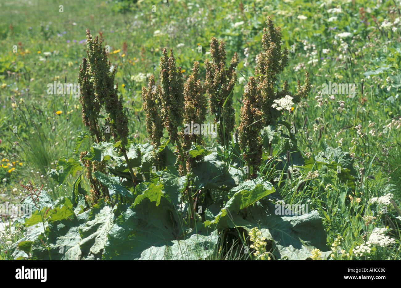 Rumex Alpinus Alpi Italy Stock Photo - Alamy