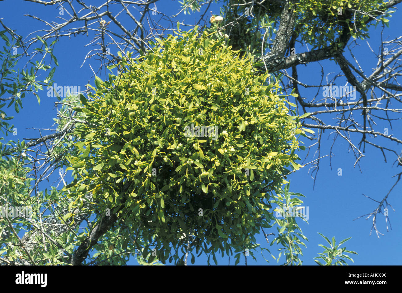 Viscum viscum hi-res stock photography and images - Alamy