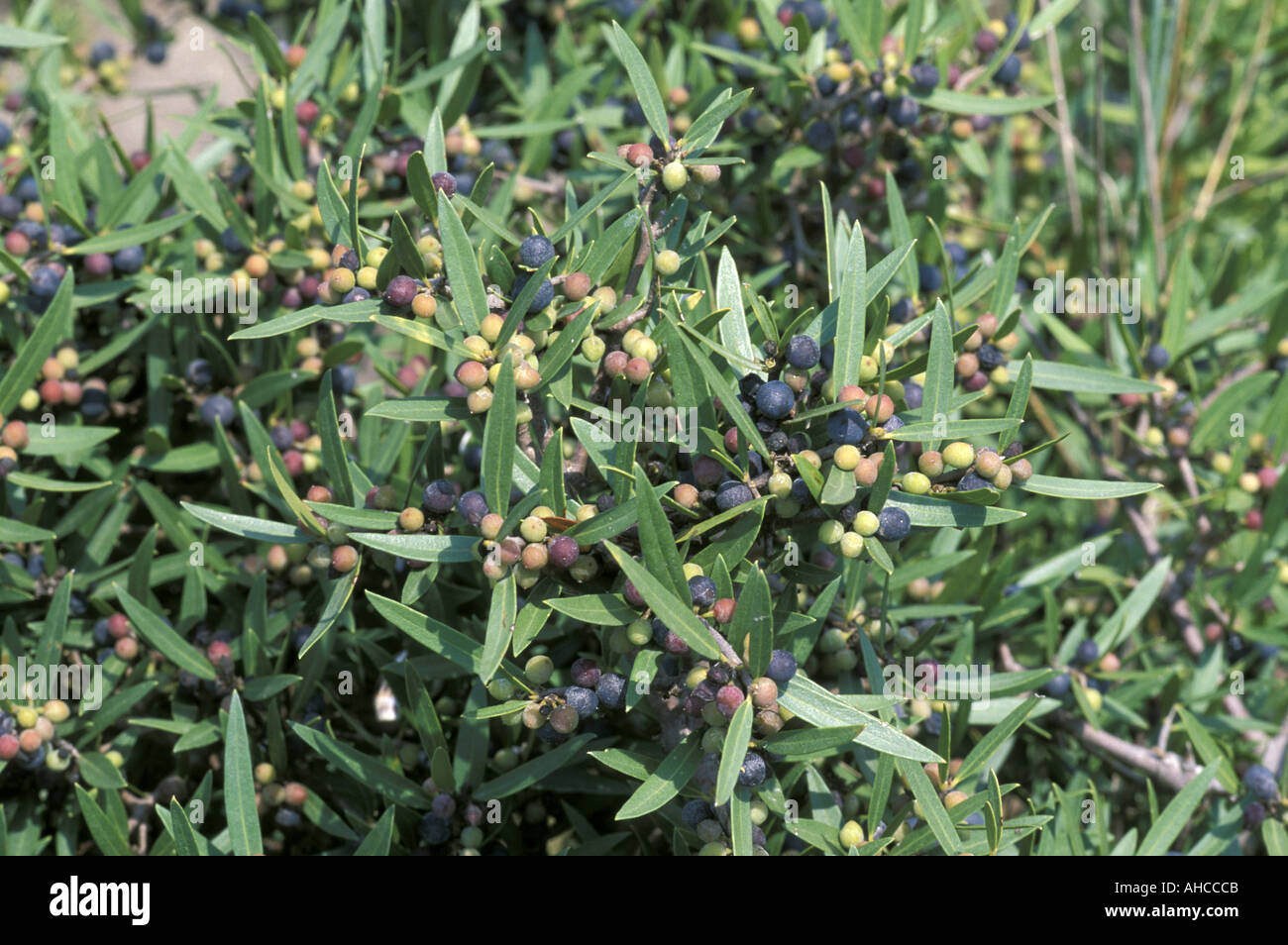 Phyllirea angustifolia hi-res stock photography and images - Alamy