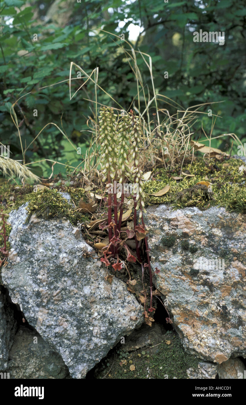 Umbilicus Rupestris Italy Stock Photo - Alamy