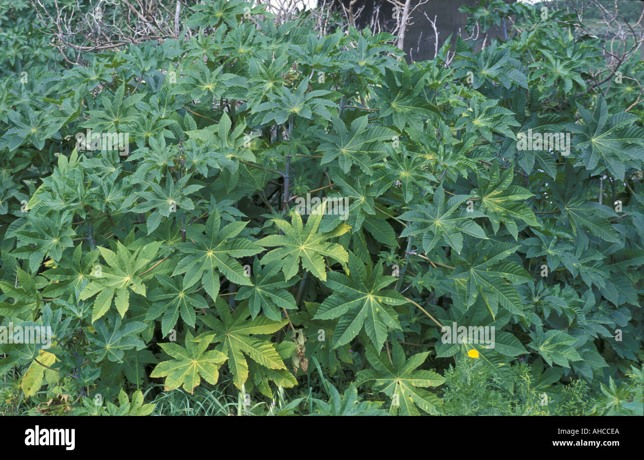 Ricinus Communis Castor oil plant Italy Stock Photo - Alamy