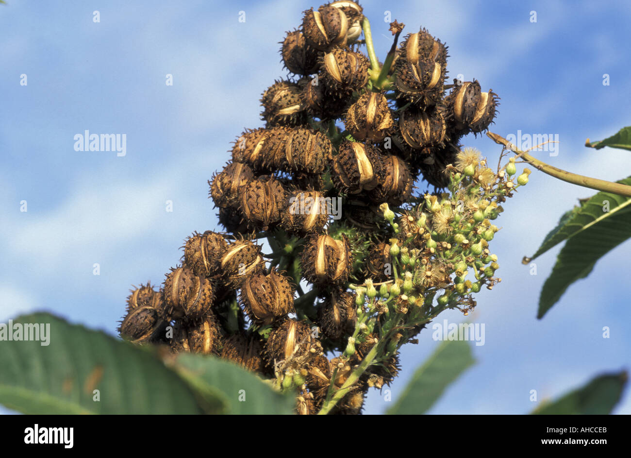Ricinus Communis Castor oil plant Italy Stock Photo - Alamy
