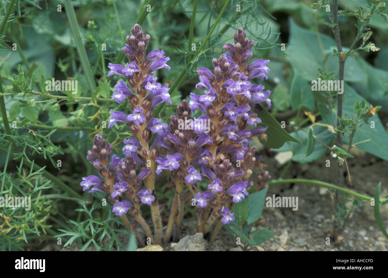 Orobanche ramosa orobanche ramosa hi-res stock photography and images ...