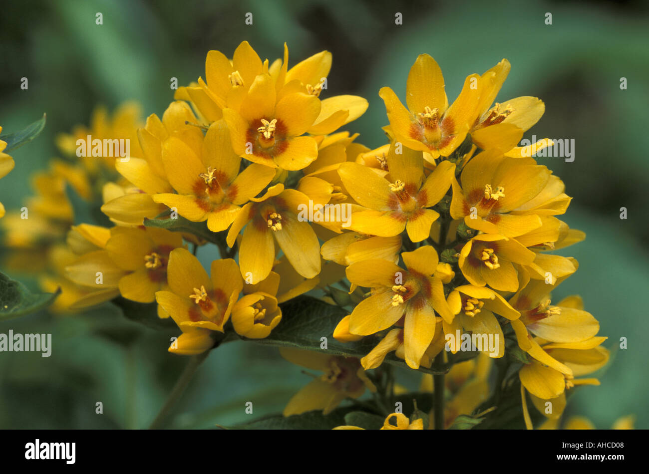 Plant lysimachia nummularia hi-res stock photography and images - Alamy
