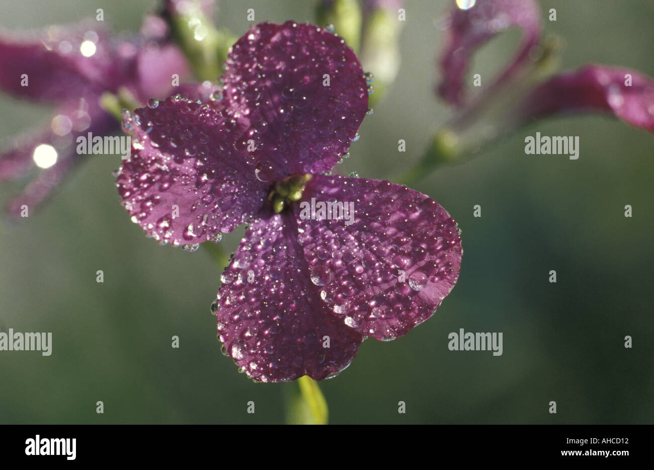 Lunaria Annua Italy Stock Photo - Alamy