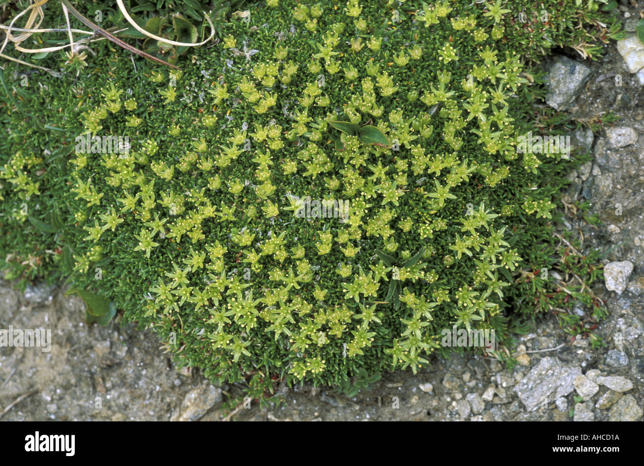 Minuartia sedoides hi-res stock photography and images - Alamy
