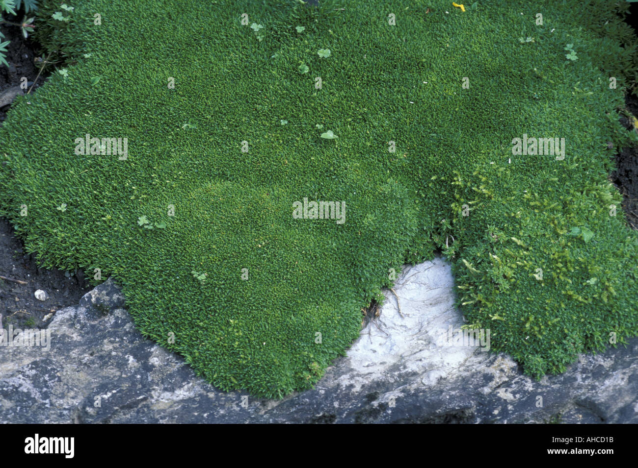 Minuartia stellata hi-res stock photography and images - Alamy
