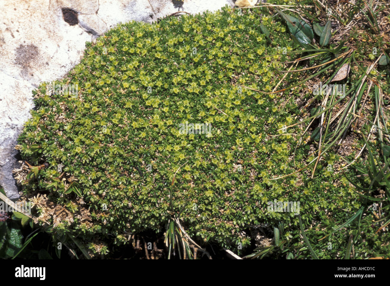 Minuartia sedoides hi-res stock photography and images - Alamy