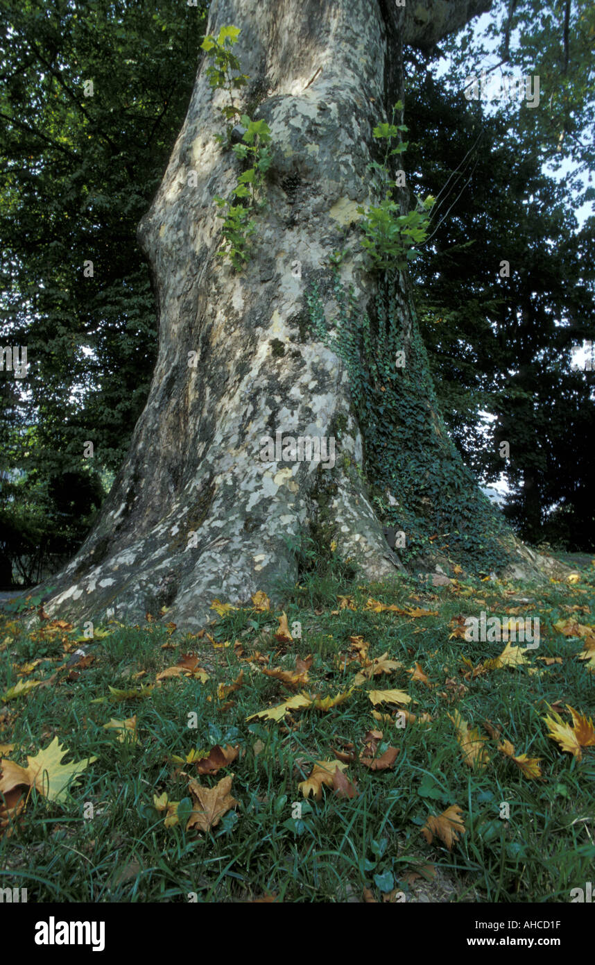 Platanus Orientalis Plane tree Italy Stock Photo - Alamy