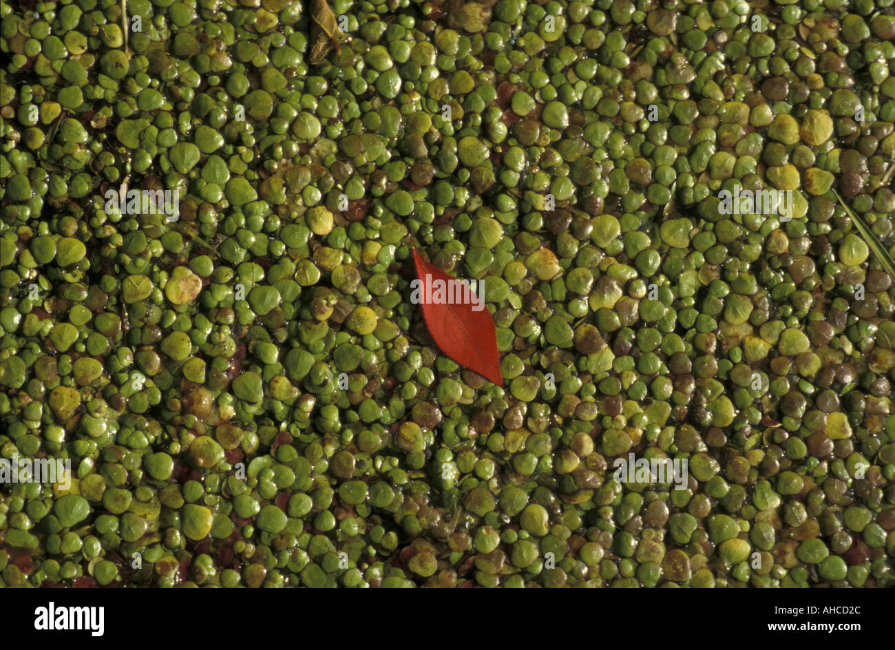 Lemna leaf hi-res stock photography and images - Alamy