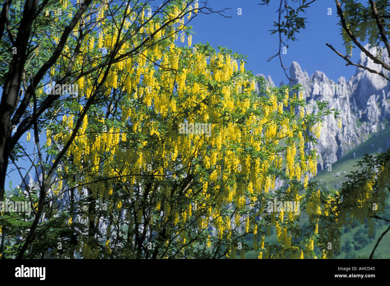Laburnum Alpinum Alpi Appennini Italy Stock Photo - Alamy