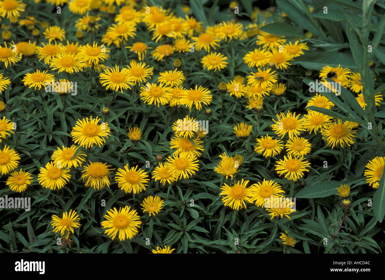 Inula salicina hi-res stock photography and images - Alamy