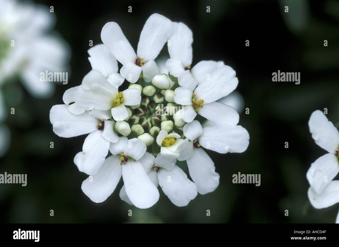 Iberis semper virens italy hi-res stock photography and images - Alamy