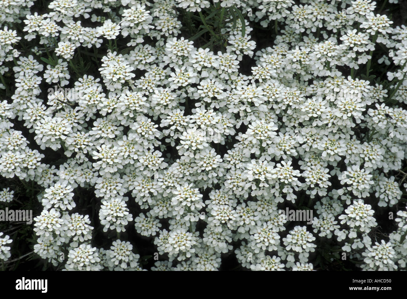 Iberis semper virens italy hi-res stock photography and images - Alamy