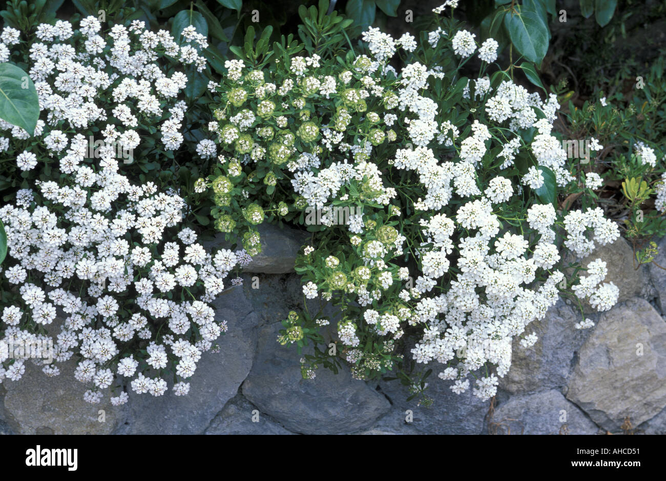 Semper florens hi-res stock photography and images - Alamy