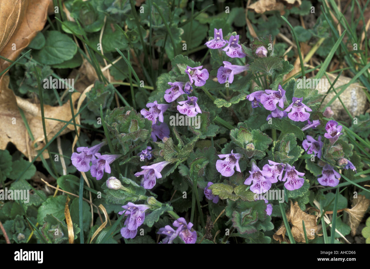 Plant glechoma hederacea hi-res stock photography and images - Alamy