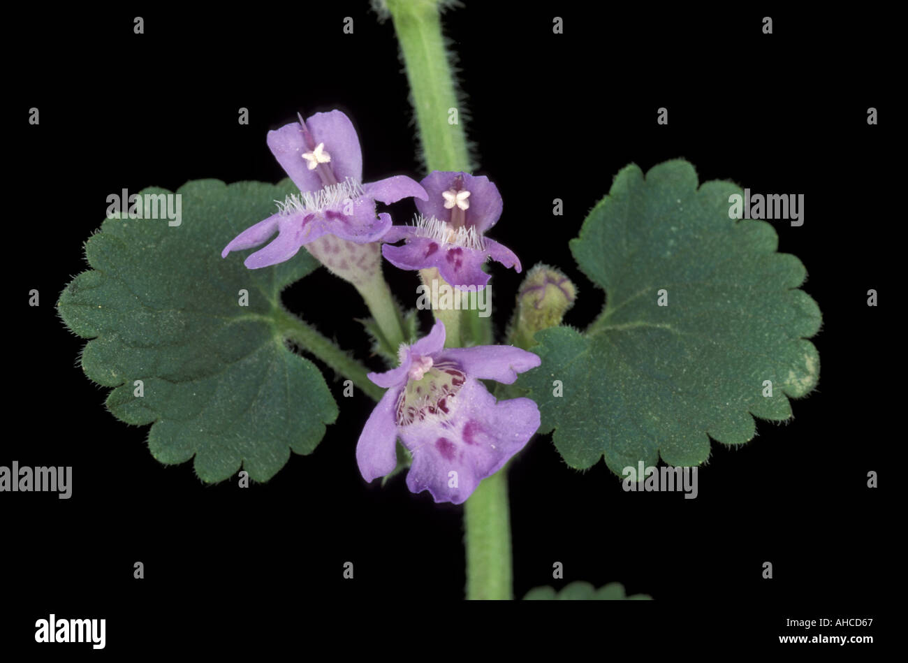 Plant glechoma hederacea hi-res stock photography and images - Alamy