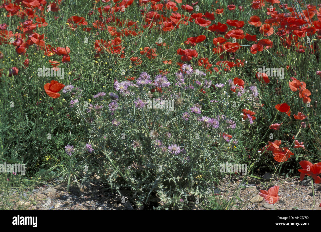 Galactites Tomentosa Stock Photos & Galactites Tomentosa Stock Images ...