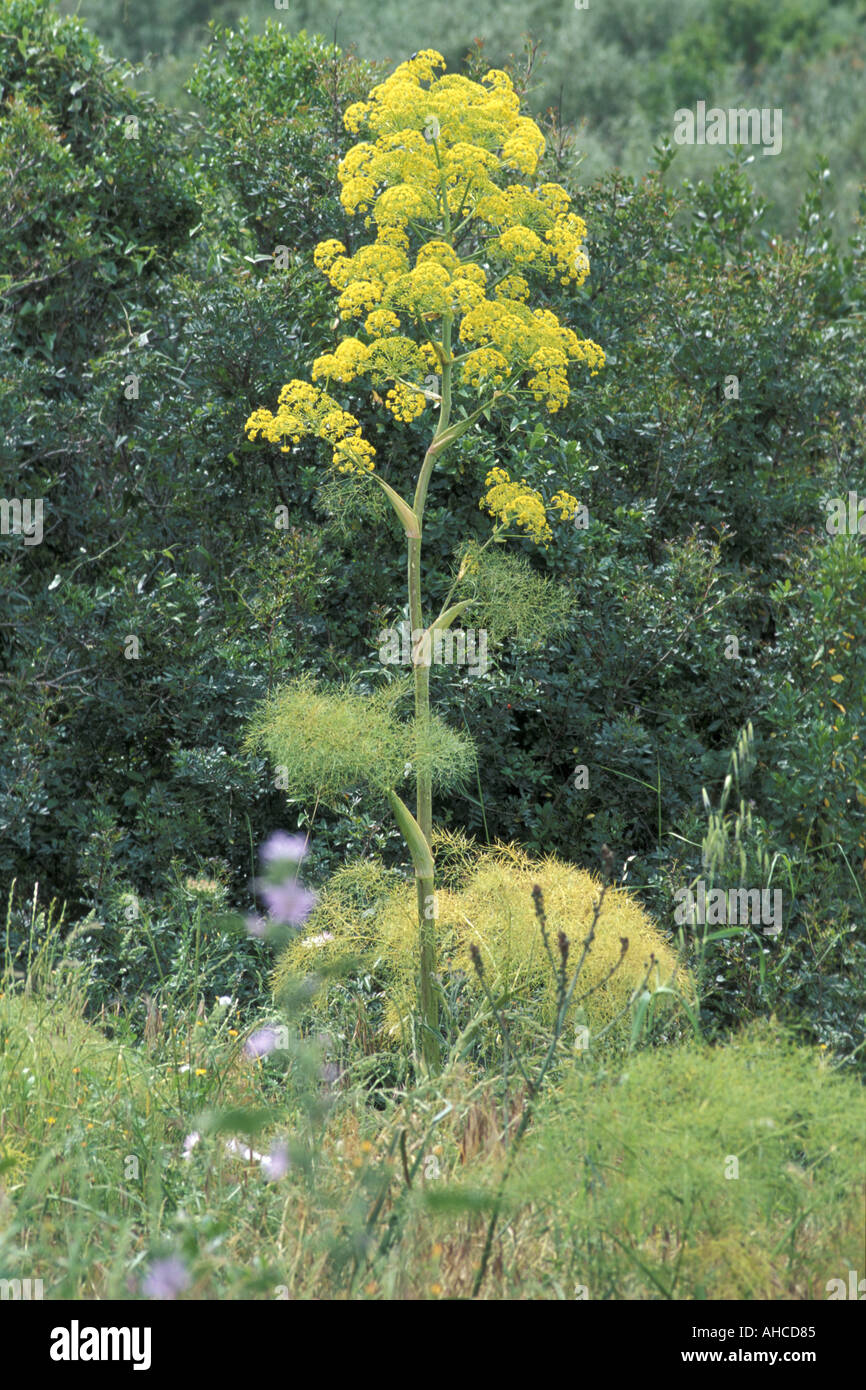 Ferula hi-res stock photography and images - Alamy
